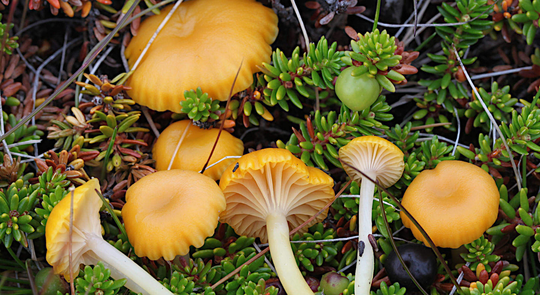 Home Funga Arctica Alpina